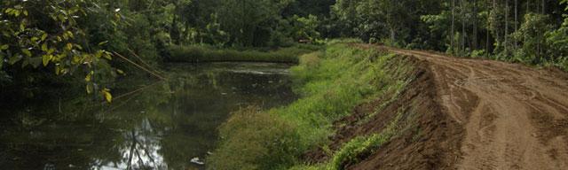 Bison Manor Homestay in Coorg | Coorg Bison Manor Homestay | Bison ...