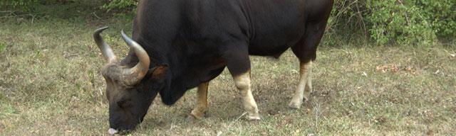 Bison Manor Homestay in Coorg | Coorg Bison Manor Homestay | Bison ...