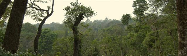 Bison Manor Homestay in Coorg | Coorg Bison Manor Homestay | Bison ...